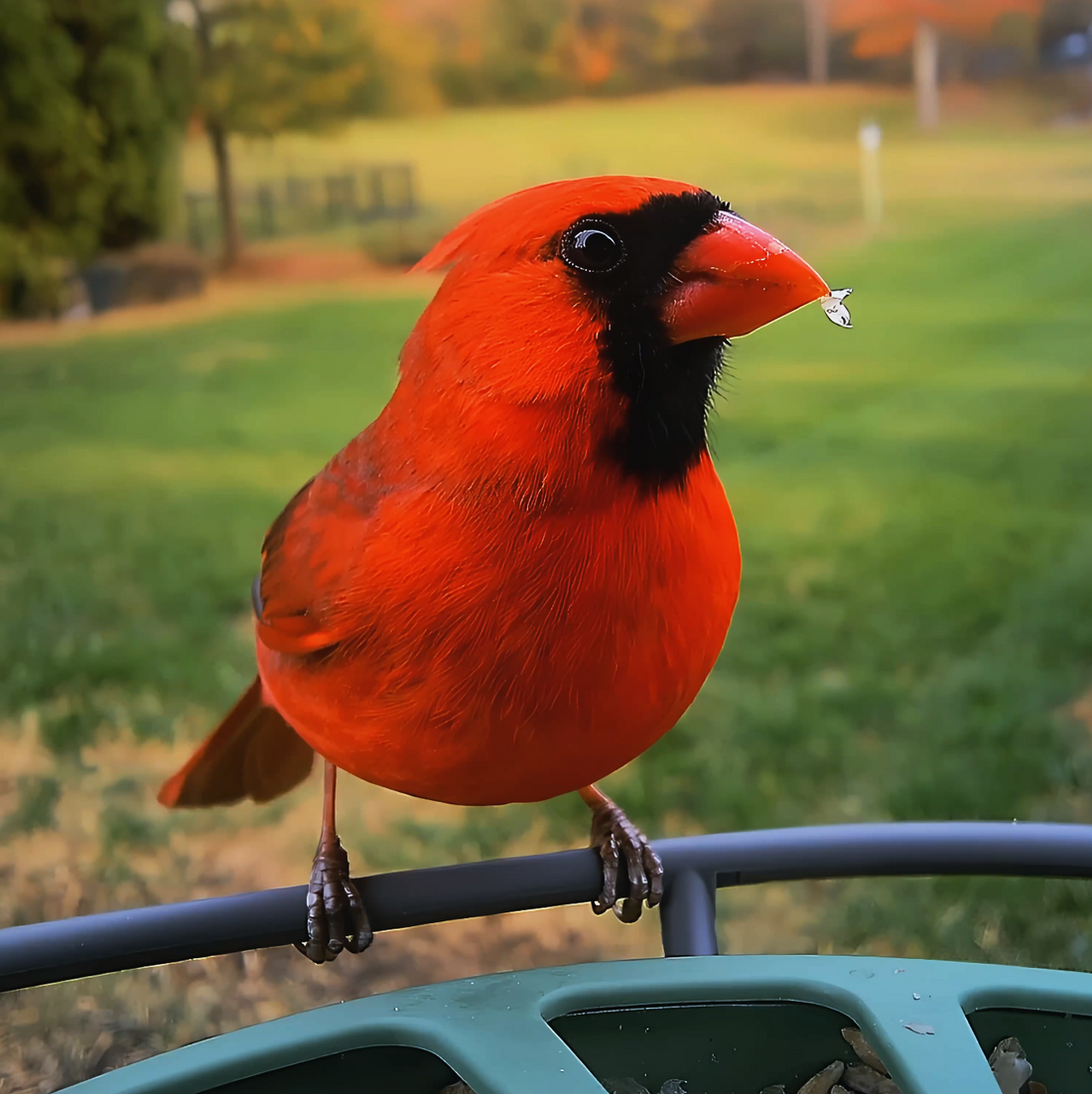 Birdfy Feeder 2 - Smart Bird Feeder