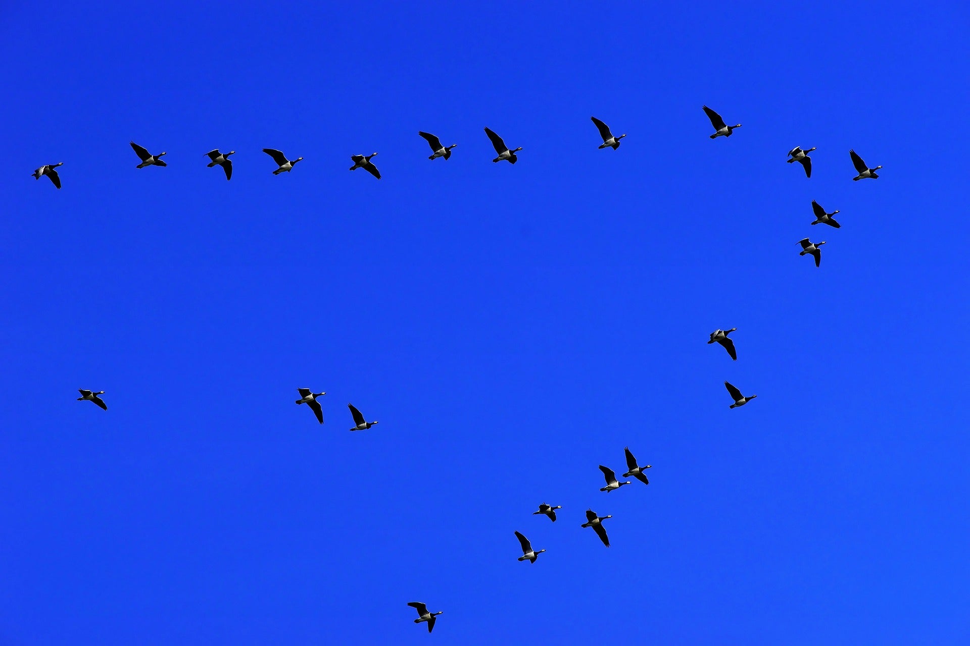 Stephen Moss: Migration Begins – Birdfy