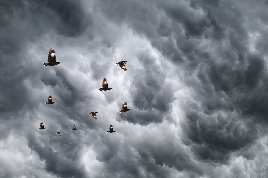 Hurricane And Birds – What Do Birds Do During Hurricanes? – Birdfy