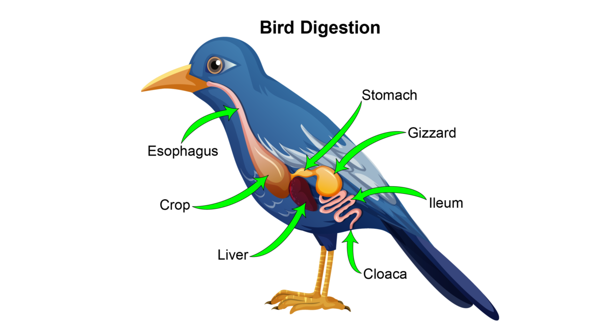 The Bird Digestive System: An In-Depth Exploration – Birdfy