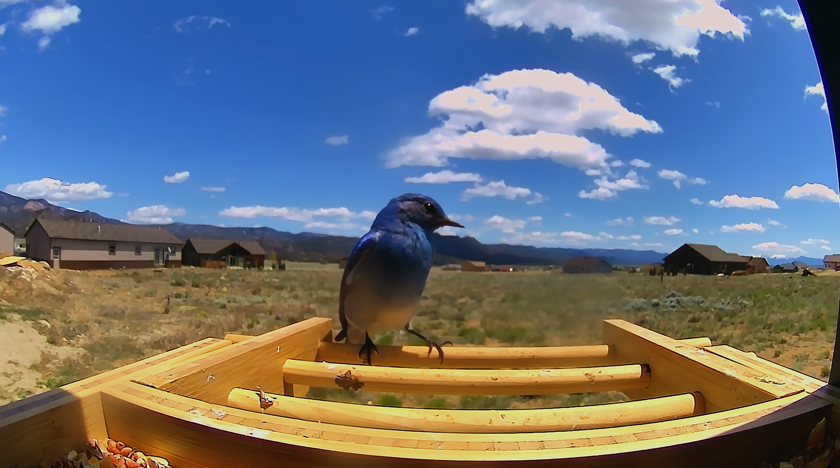 What Kind Of Peanuts Should I Feed Wild Birds? – Birdfy