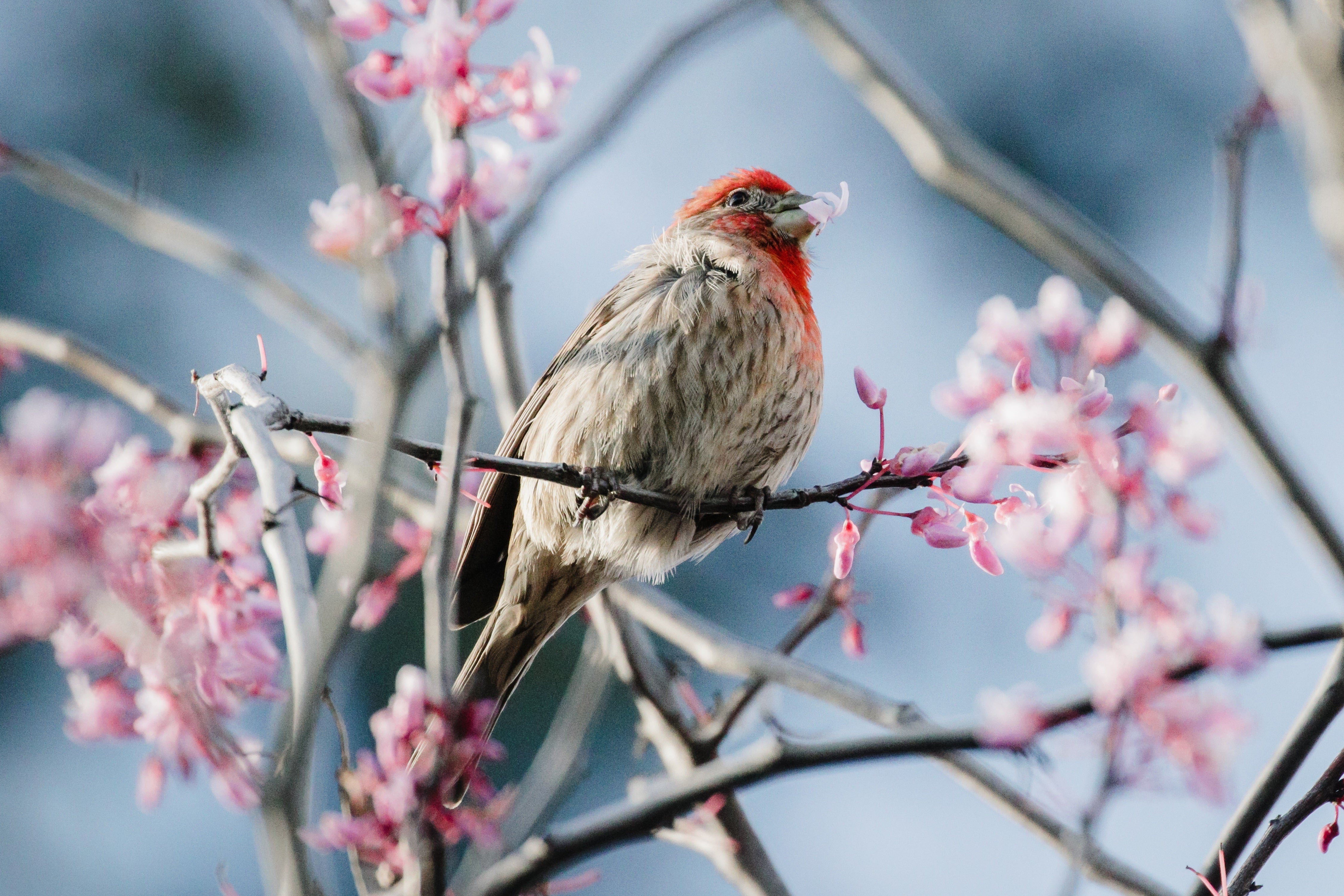Signs Of Spring: 10 Exciting Bird Moments To Celebrate Spring – Birdfy