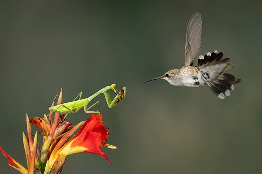Understanding Hummingbird Predators: Threats In The Wild Landscape – Birdfy