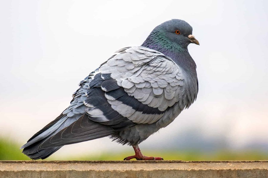 How Pigeons Find Their Home? The Secrets Behind Their Incredible Homing ...