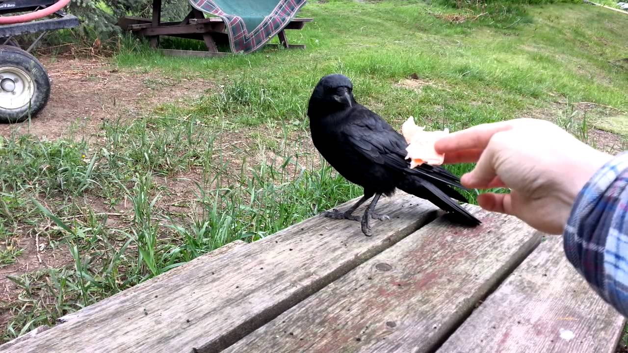 How to Attract Crows to Your Yard: Complete Guide for Beginners – Birdfy