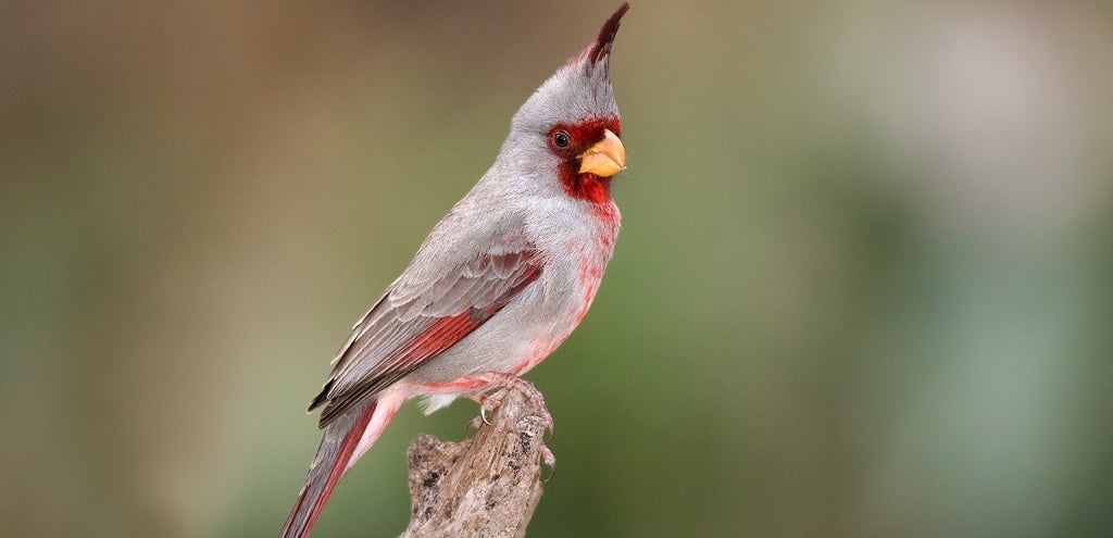 13 Facts About Cardinals You Didn’t Know Before – Birdfy
