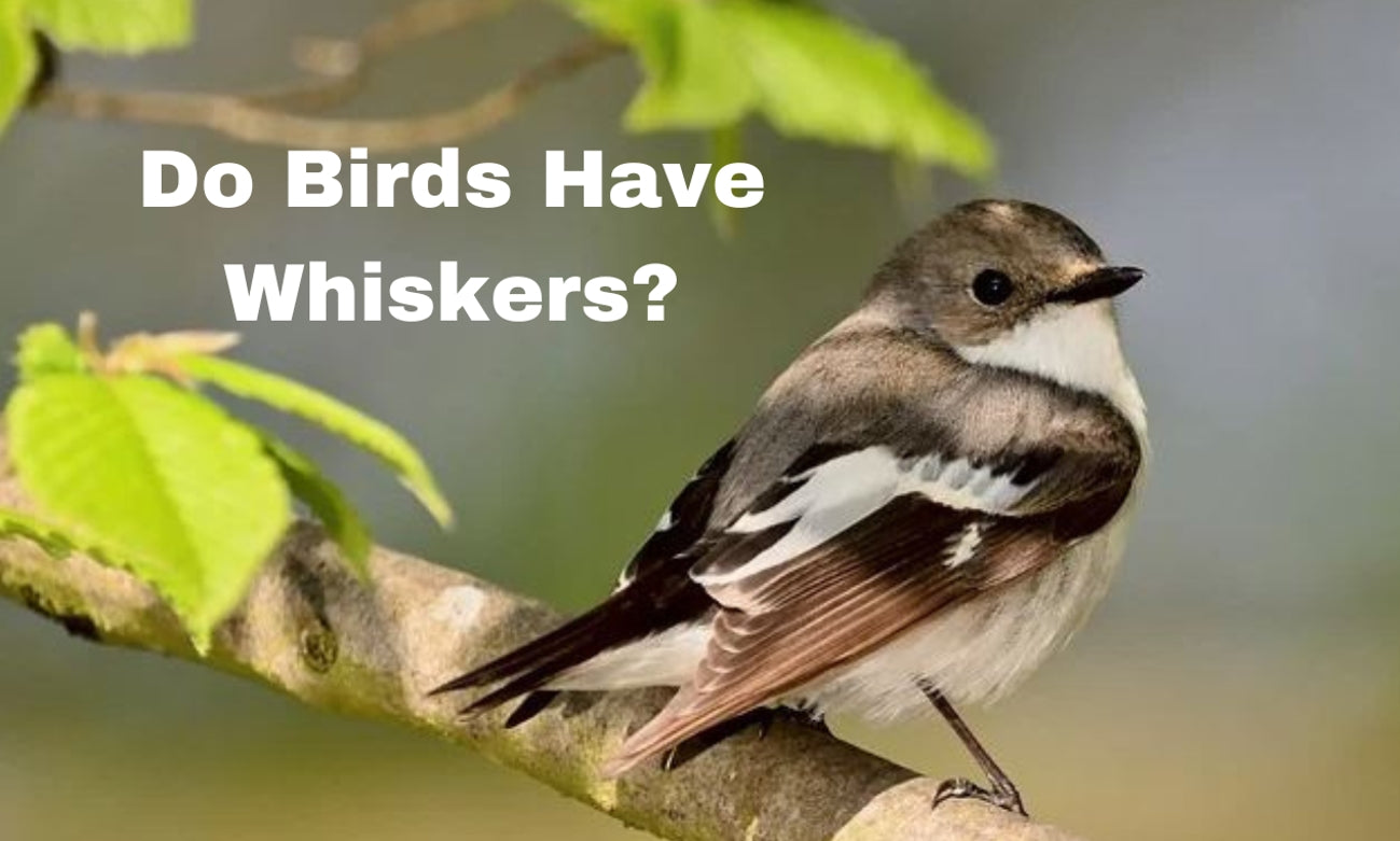 Do Birds Have Whiskers? - How do They Use Their Whiskers? – Birdfy