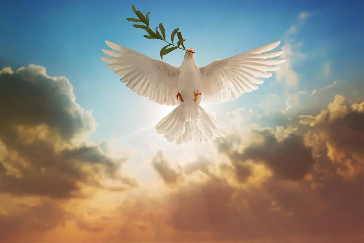 What Does a Dove Symbolize? Peace, Love, Hope & Spiritual Meaning – Birdfy