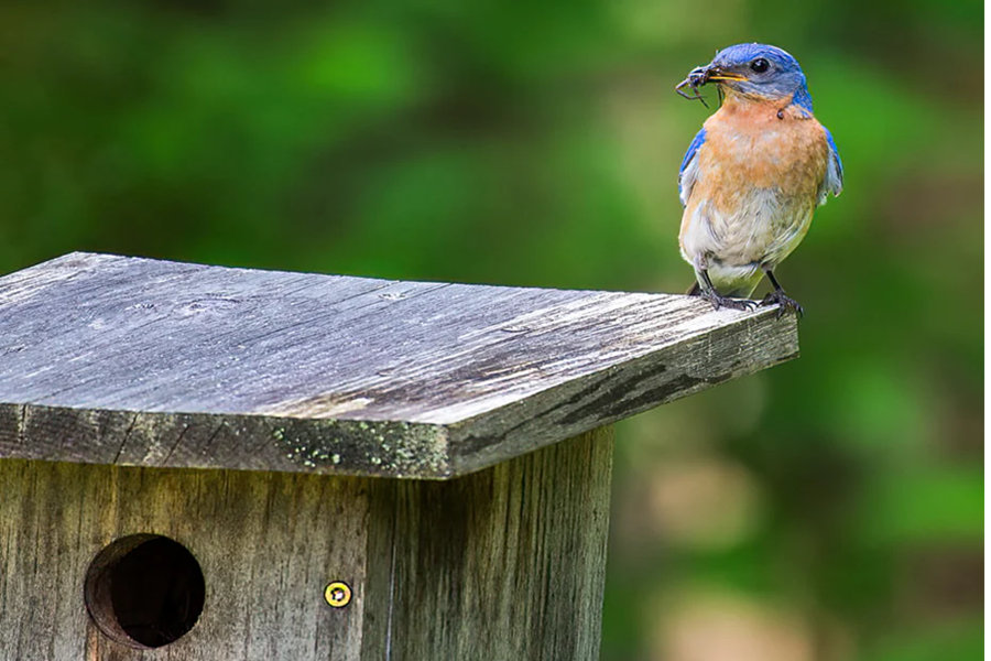 How To Make A DIY Bluebird House – Step By Step Instructions – Birdfy