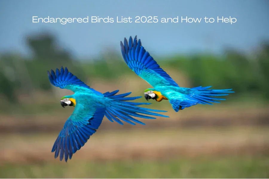 Top 15 Endangered Bird Species in 2025 and How You Can Help – Birdfy