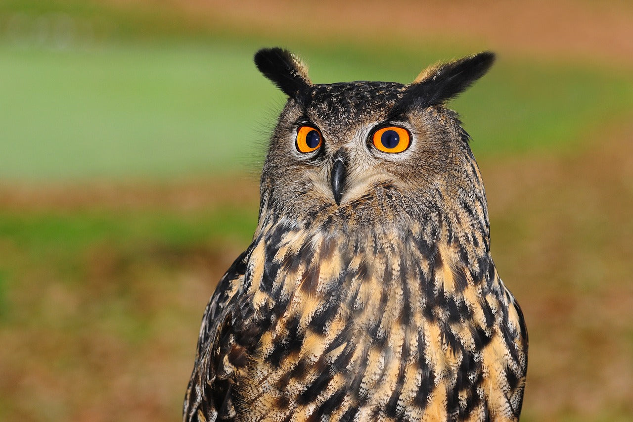International Owl Awareness Day 2024: Everything You Need to Know – Birdfy