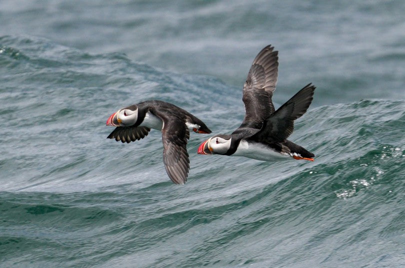 Gary Herritz: Travel with Birdfy Episode 1 - The "Flying Penguins"
