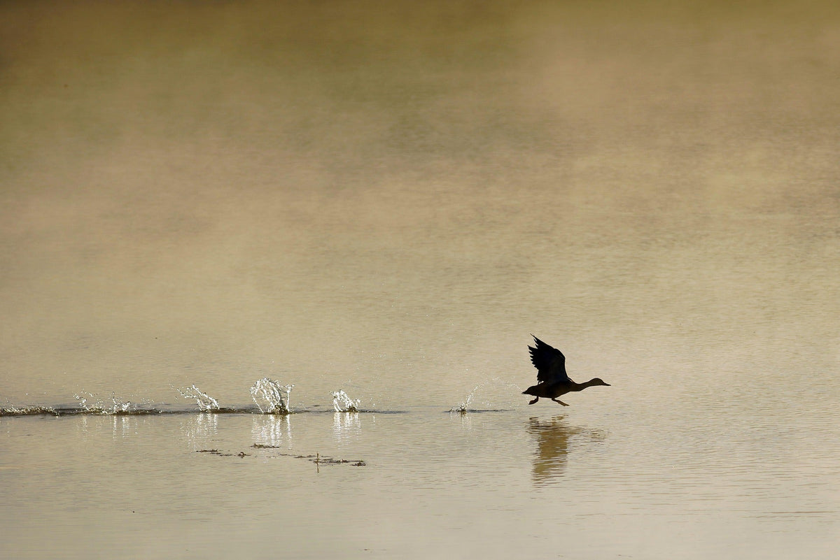 Bird Speed: Beyond Air Racing – Birdfy
