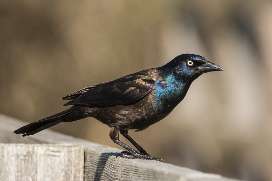 Is A Grackle A Smart Bird? Uncovering The Cleverness Of This Urban Avi ...