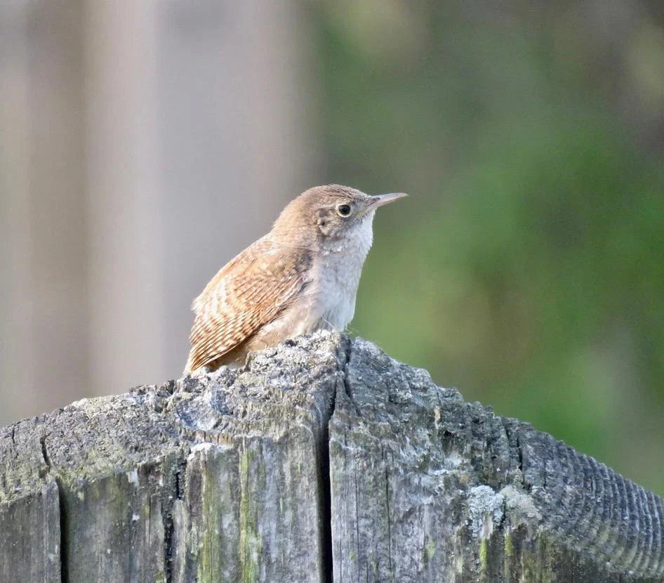 Birds That Use Nest Boxes in North America – Birdfy
