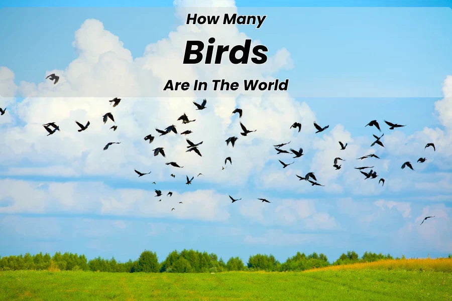How Many Birds Are In The World – Birdfy