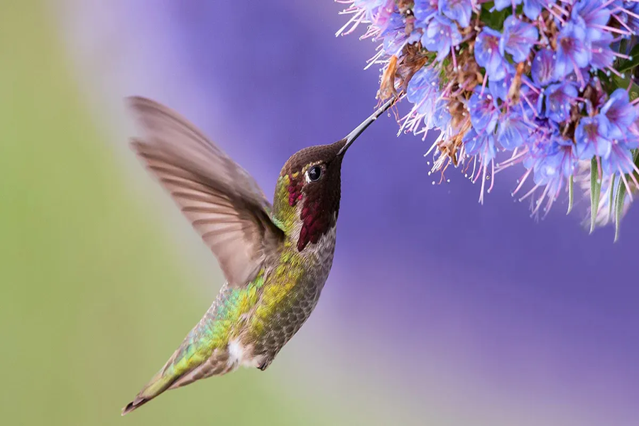 Let’s Talk About The Fascinating World Of Bird Pollination – Birdfy