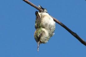 All about Hummingbirds Sleeping and Torpor – Birdfy