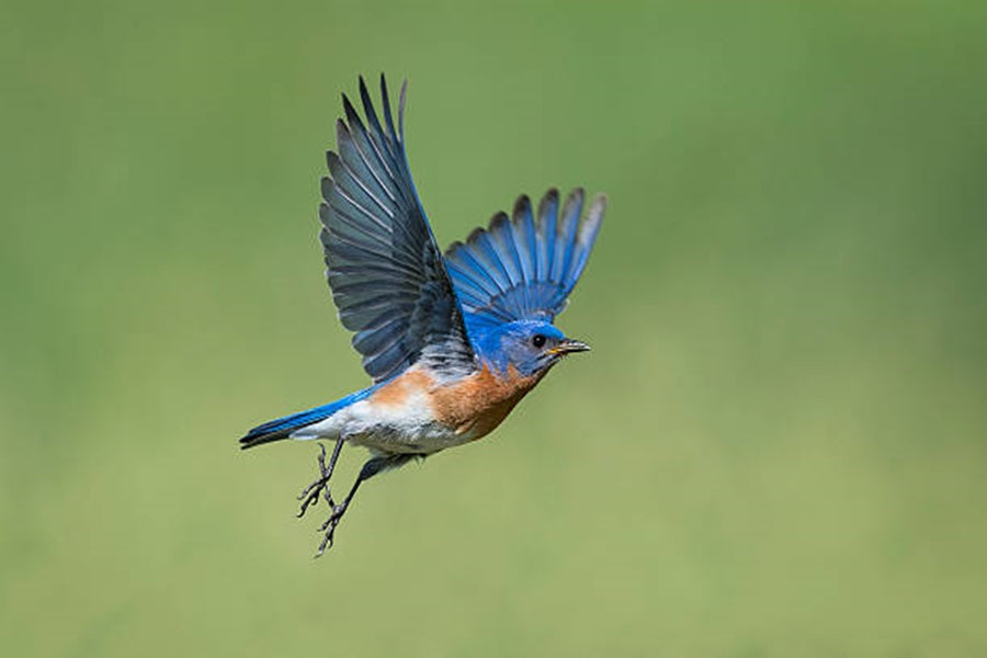 Wings of Wonder: How Birds Master the Art of Flight – Birdfy