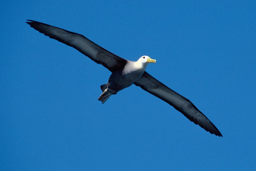 Unveiling the World's Largest Flying Birds by Wingspan and Weight – Birdfy