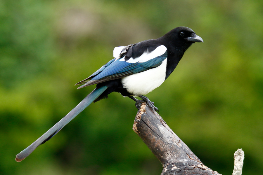 Making Friends With Magpie – Birdfy