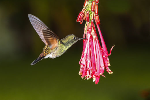 How long do hummingbirds live? – Birdfy