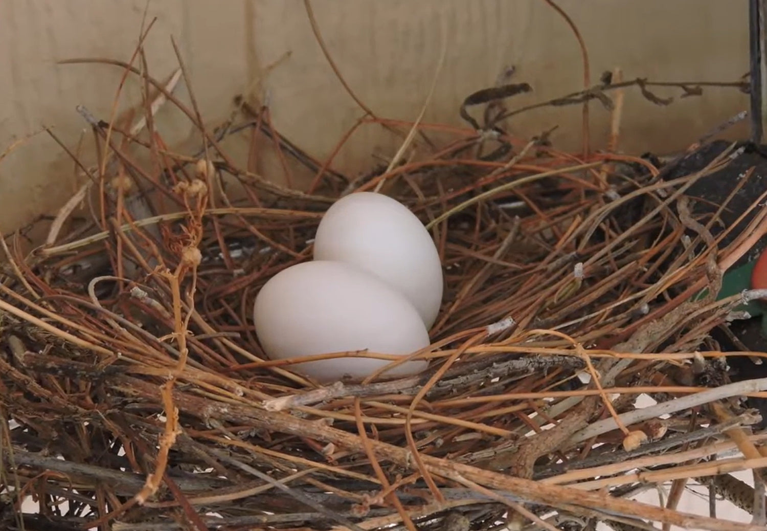 Mourning Dove Egg Care and Nests Facts – Birdfy