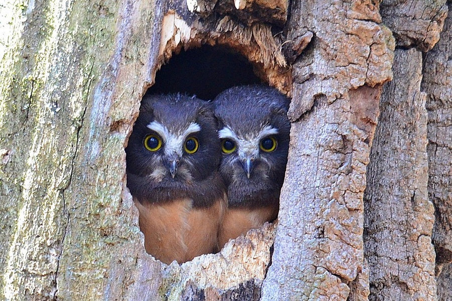 Cavity Nesting Birds: All You Need To Know – Birdfy