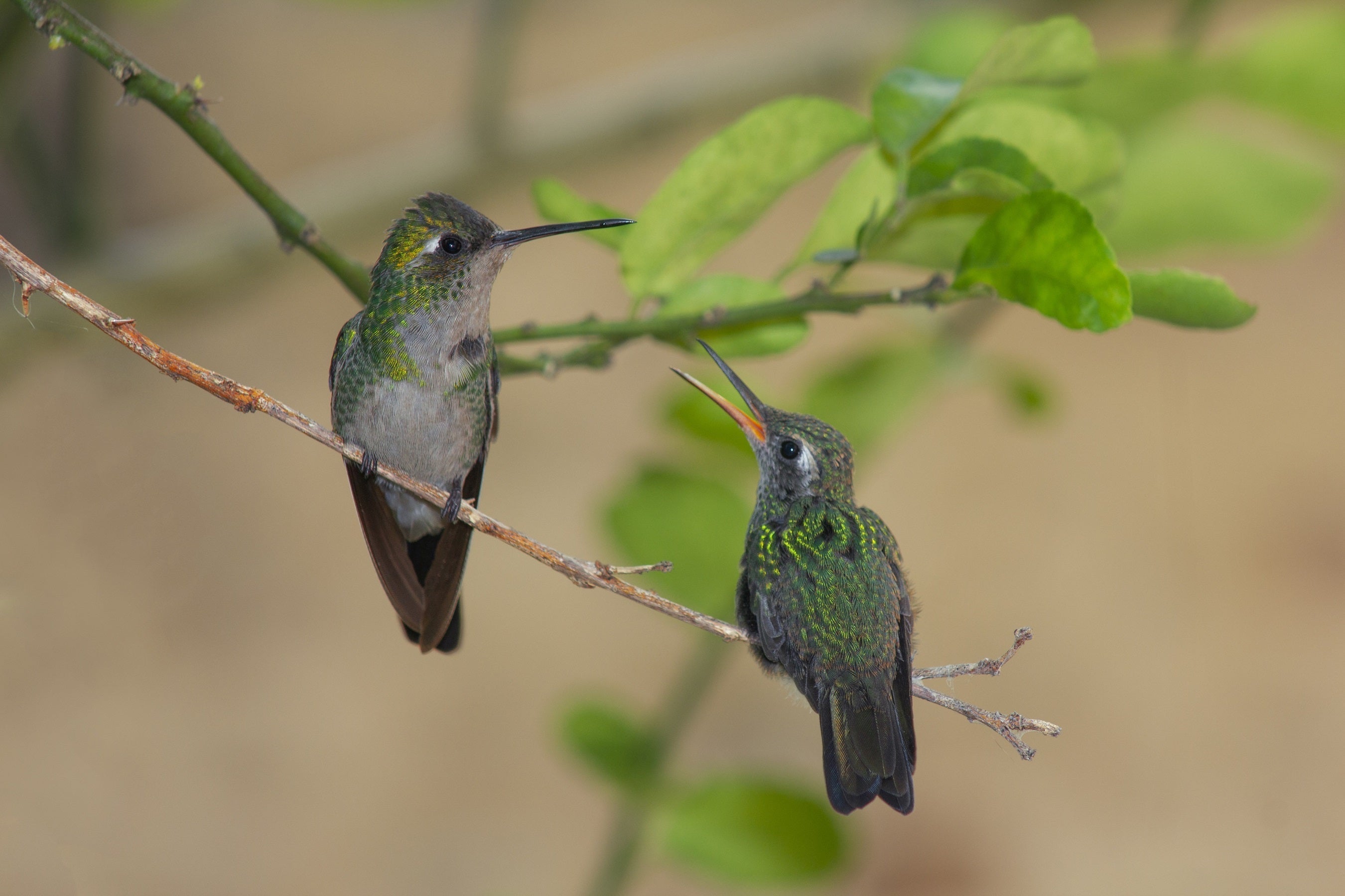 Male and Female Hummingbirds – Main Differences – Birdfy