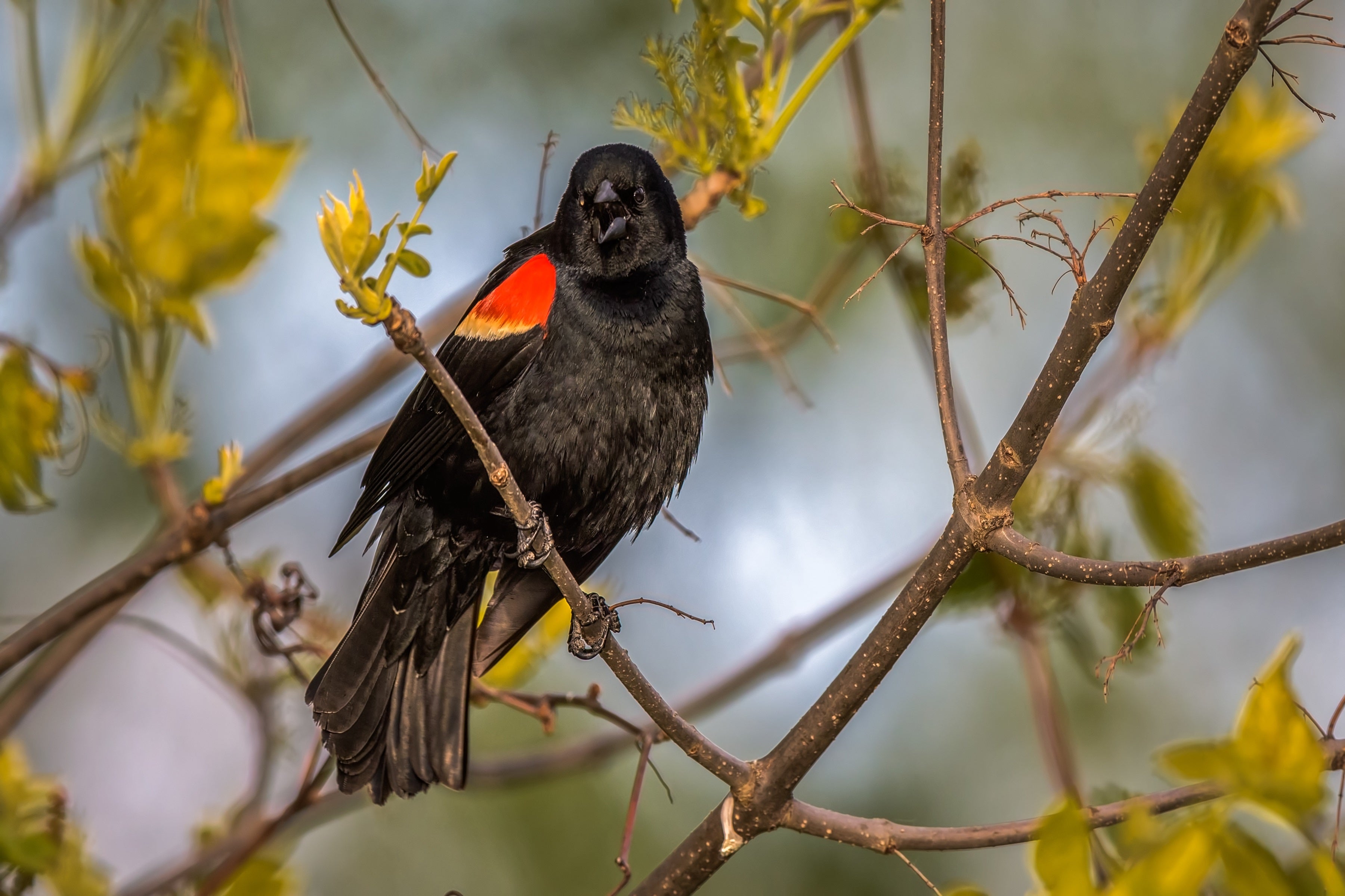 10 Fun Facts About Red-Winged Blackbirds – Birdfy