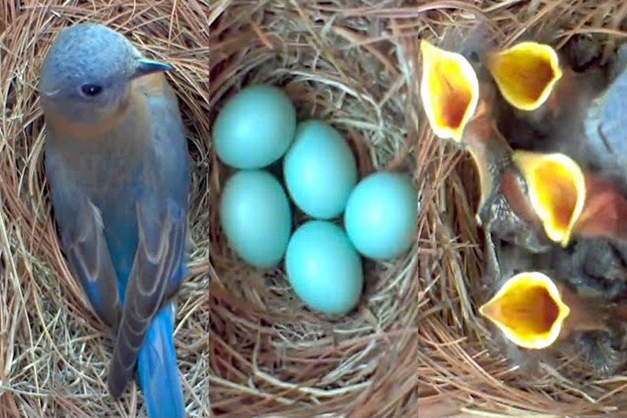 Bluebird Babies – All About The Nesting – Birdfy