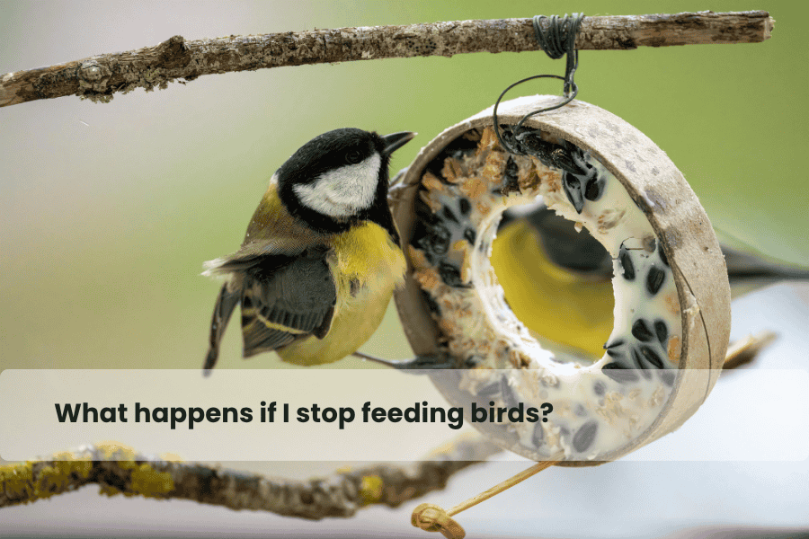 The Feeder's Dilemma: What Happens If I Stop Feeding Birds? – Birdfy
