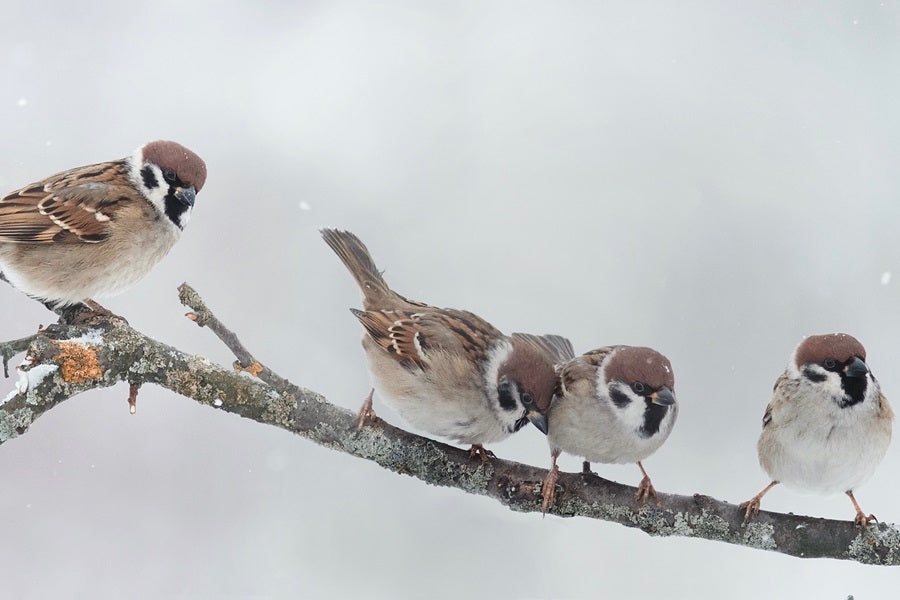 Do Birds Hibernate And How Do They Survive In Winter? – Birdfy