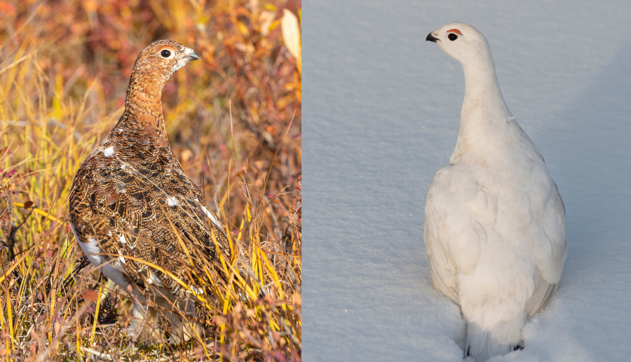 Can you spot these birds? - How Feather Colors Help Birds In The Wild ...