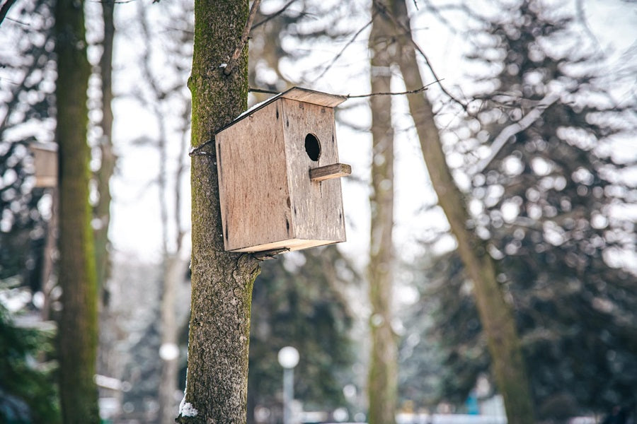 How Big Should A Bird Nesting Box Hole Be? – Birdfy