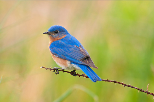 Everything You Need to Know About the 3 Bluebirds of North America – Birdfy