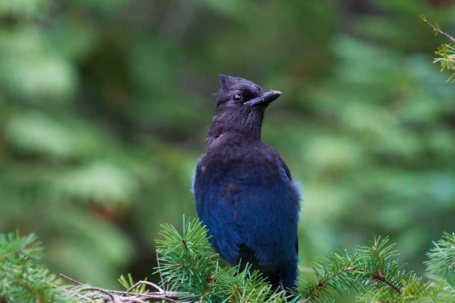 Learn about the Corvids – Birdfy