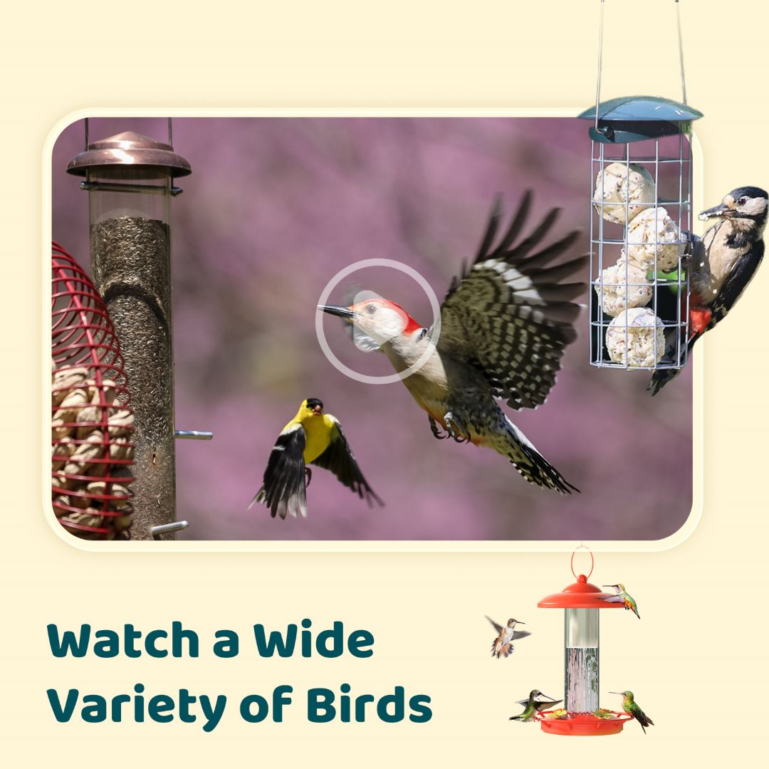 Birdfy Cam - Motion Detection Bird Camera