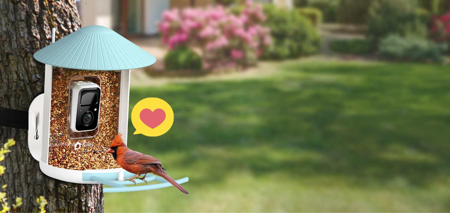 Birdfy Feeder with Solar Panel - Smart & Eco-Friendly