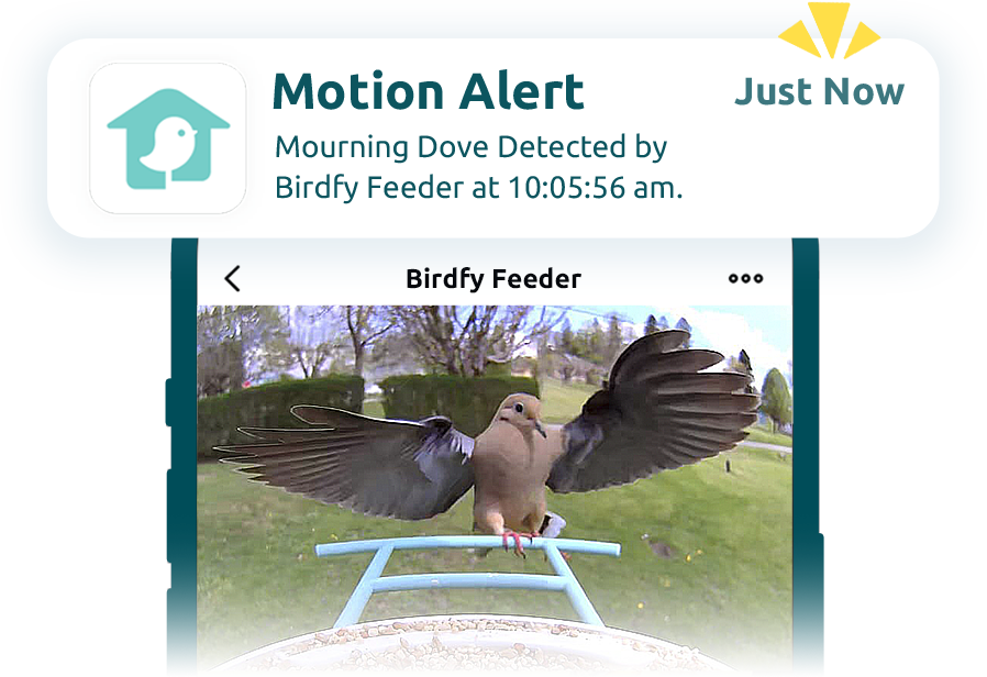 Birdfy Feeder with Solar Panel - Smart & Eco-Friendly