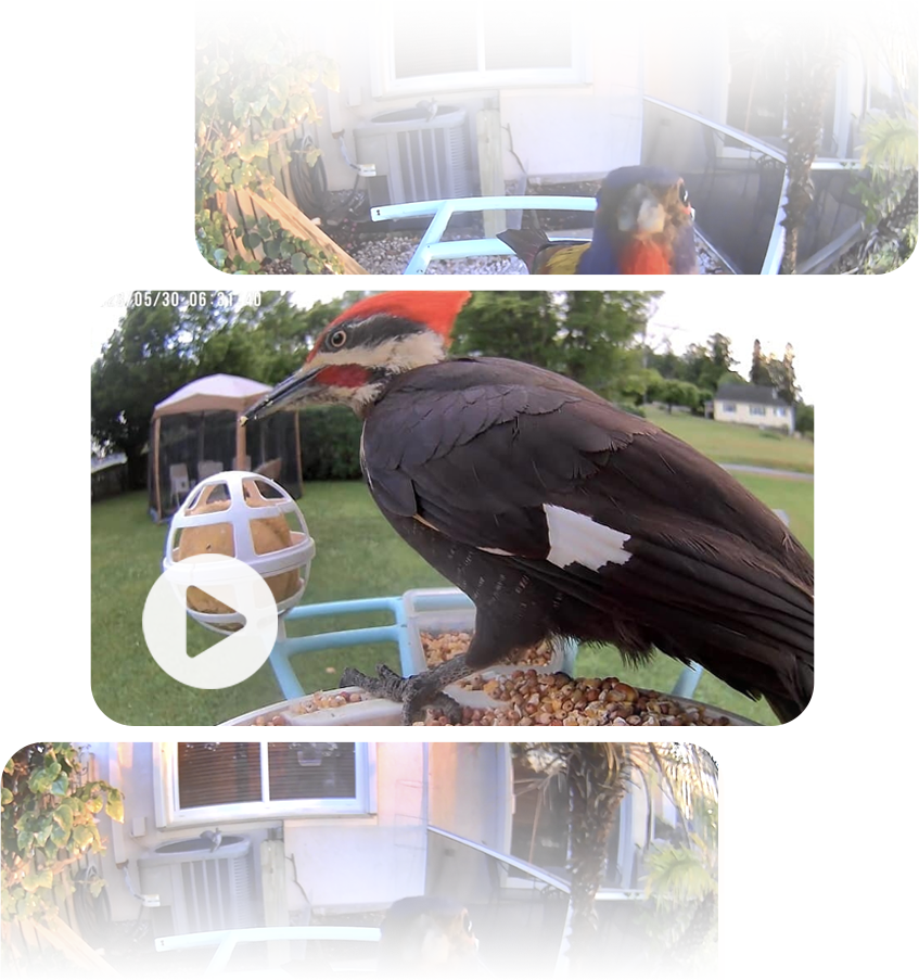 Birdfy Feeder with Solar Panel - Smart & Eco-Friendly