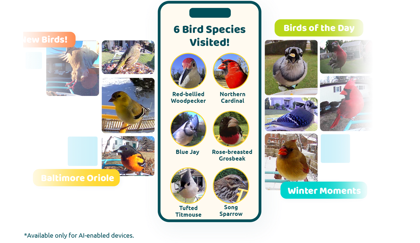 Birdfy Feeder with Solar Panel - Smart & Eco-Friendly