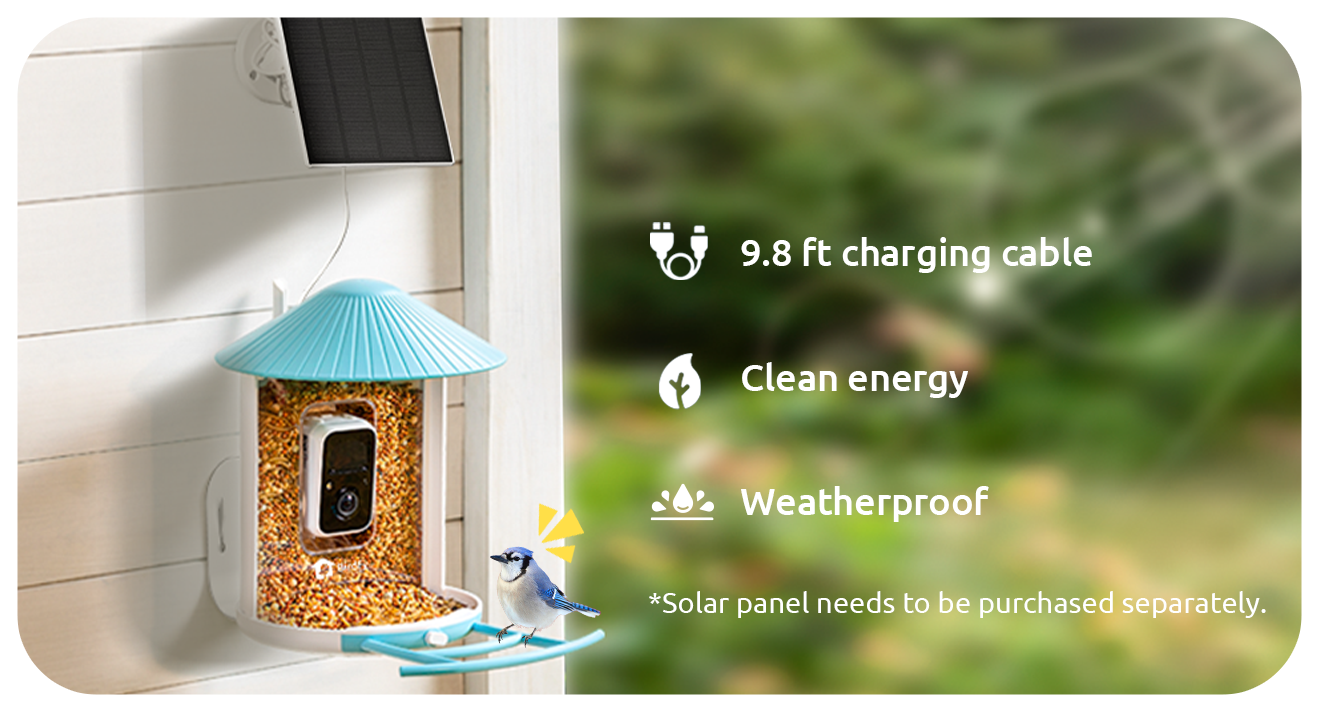 Birdfy Feeder with Solar Panel - Smart & Eco-Friendly
