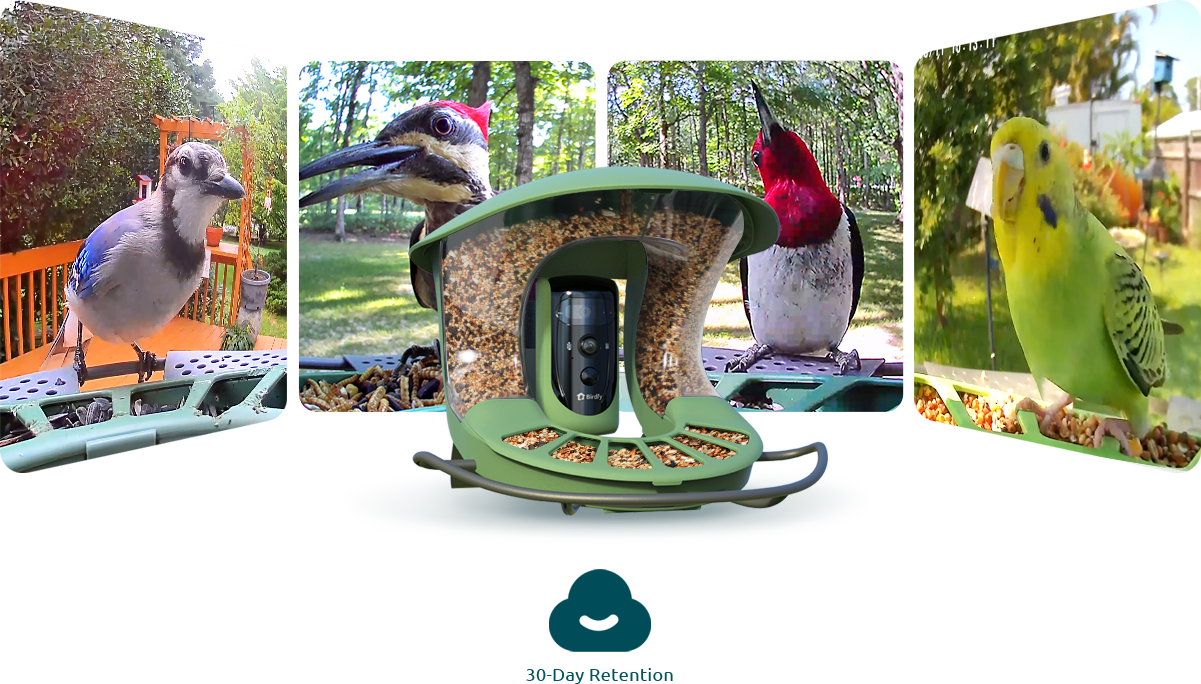 Bird Feeder Camera with Portrait & Wide-angle Camera - Birdfy Feeder 2 Pro