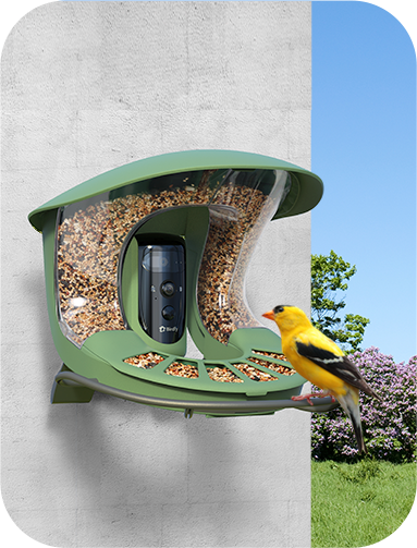 Bird Feeder Camera with Portrait & Wide-angle Camera - Birdfy Feeder 2 Pro