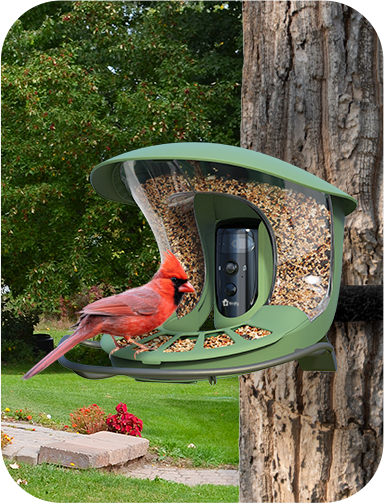Bird Feeder Camera with Portrait & Wide-angle Camera - Birdfy Feeder 2 Pro