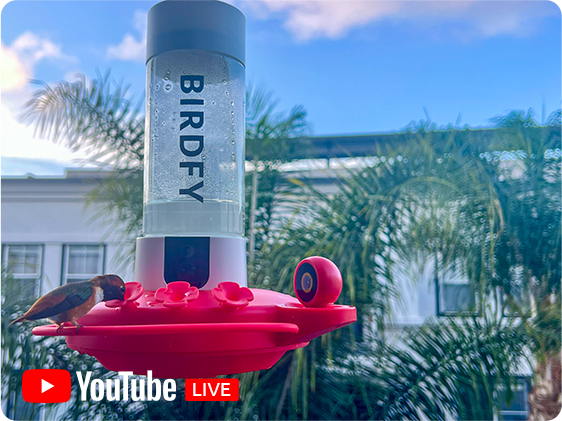 Birdfy Live