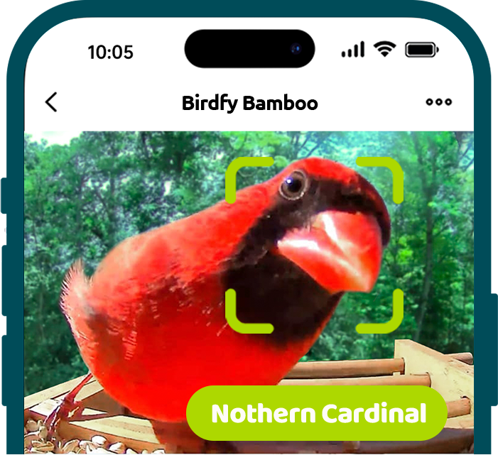 Birdfy Feeder Bamboo - Smart Bird Feeder with Eco-friendly Material