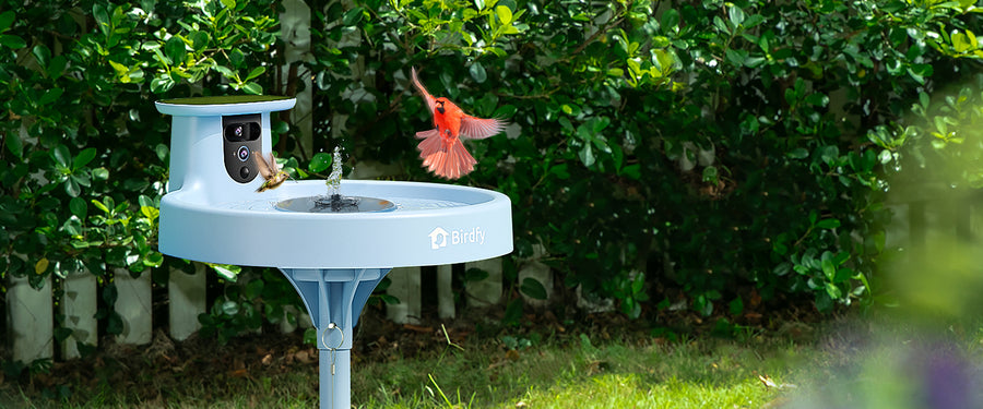 Birdfy Bath Pro