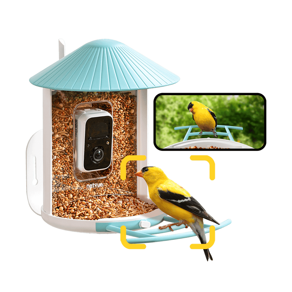 Bird Feeder AI & Lite Version: Birdfy Smart Camera Bird Feeder